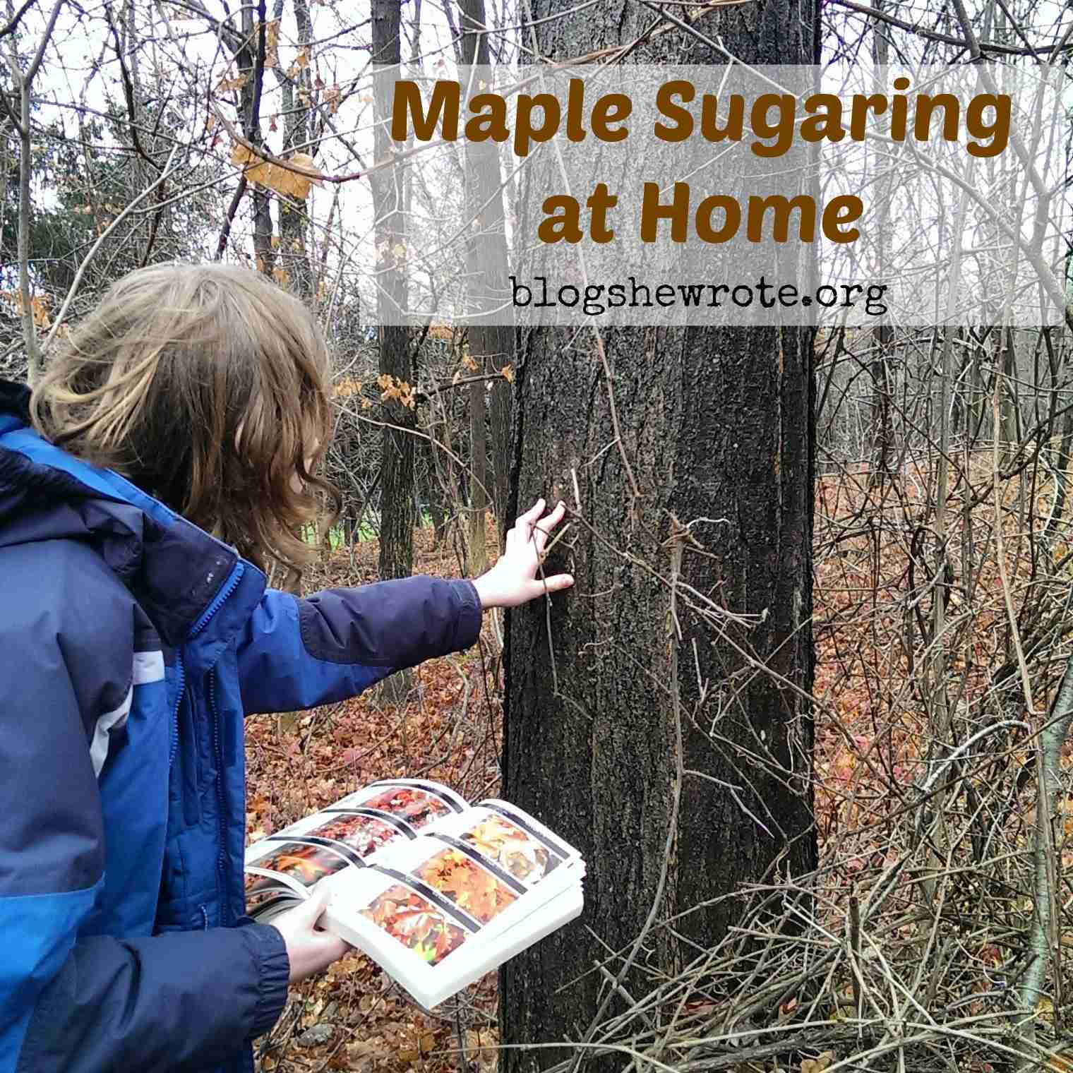 Maple Sugaring at Home - Blog, She Wrote