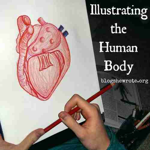 Illustrating the Human Body - Blog, She Wrote