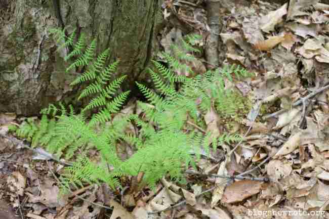 The Beginner's Guide to Studying Ferns - Blog, She Wrote