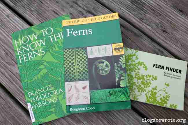 The Beginner's Guide to Studying Ferns - Blog, She Wrote