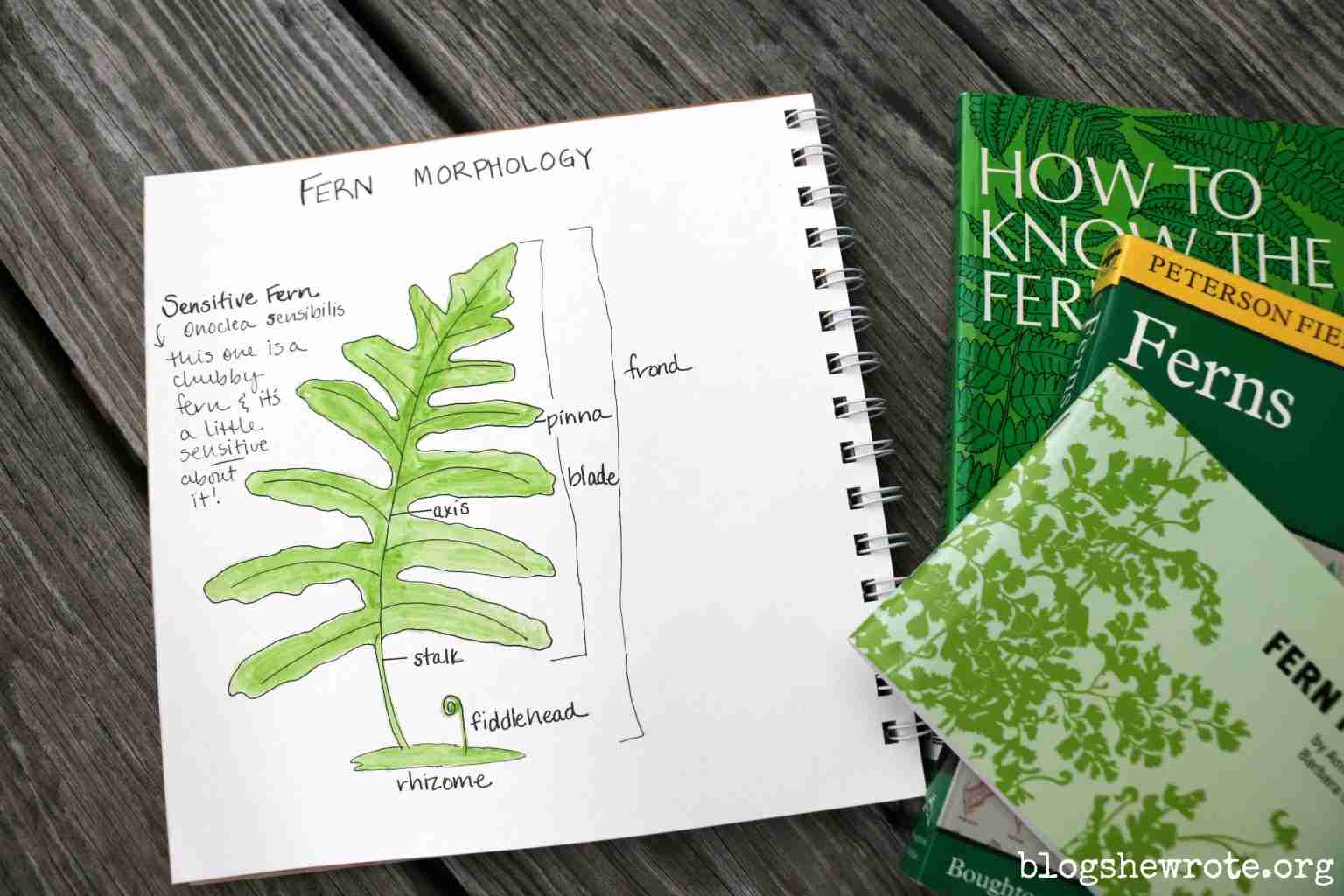 The Beginner's Guide to Studying Ferns - Blog, She Wrote