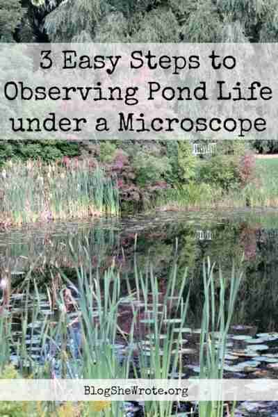 The Beginner's Guide to Microscopic Life in a Pond - Blog, She Wrote