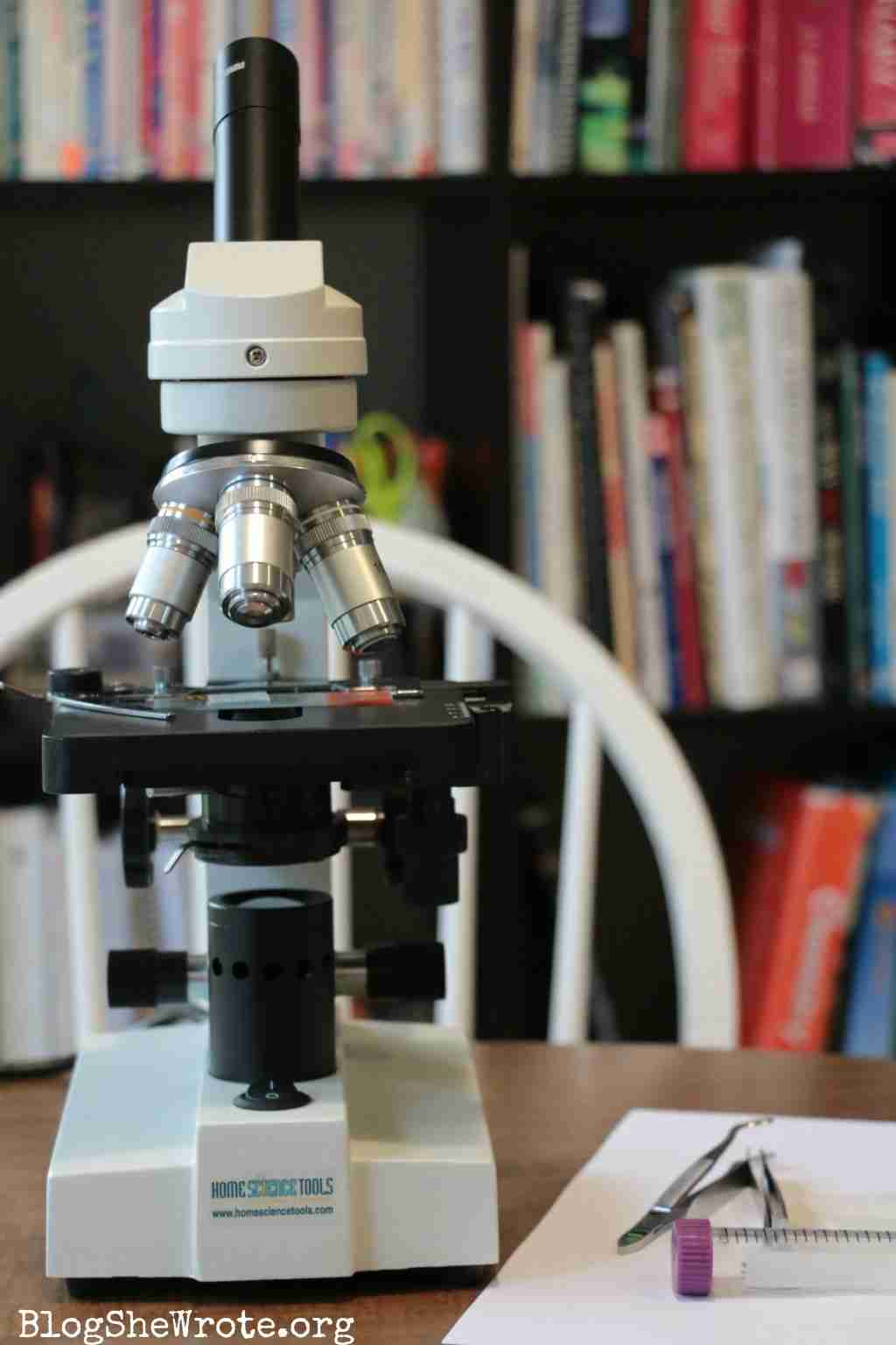 The Beginner's Guide to Microscopic Life in a Pond - Blog, She Wrote