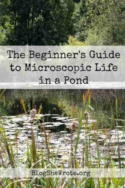 The Beginner's Guide to Microscopic Life in a Pond - Blog, She Wrote