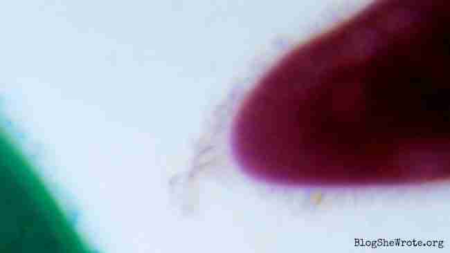 The Beginner's Guide to Microscopic Life in a Pond - Blog, She Wrote