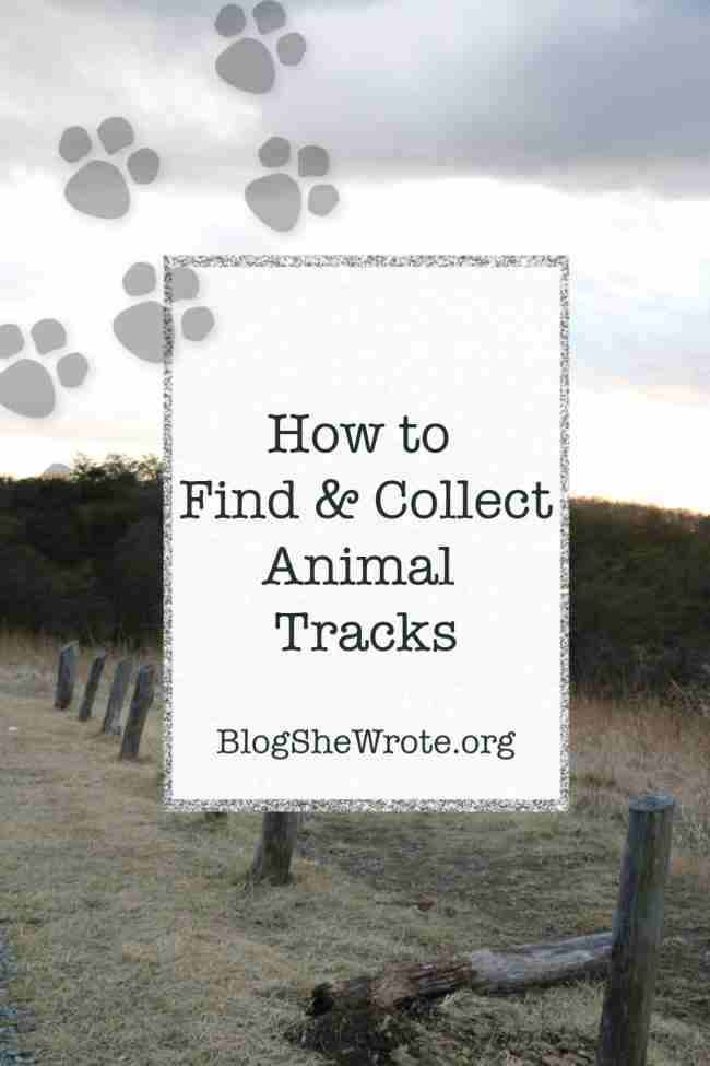 How to Find & Collect Animal Tracks - Blog, She Wrote