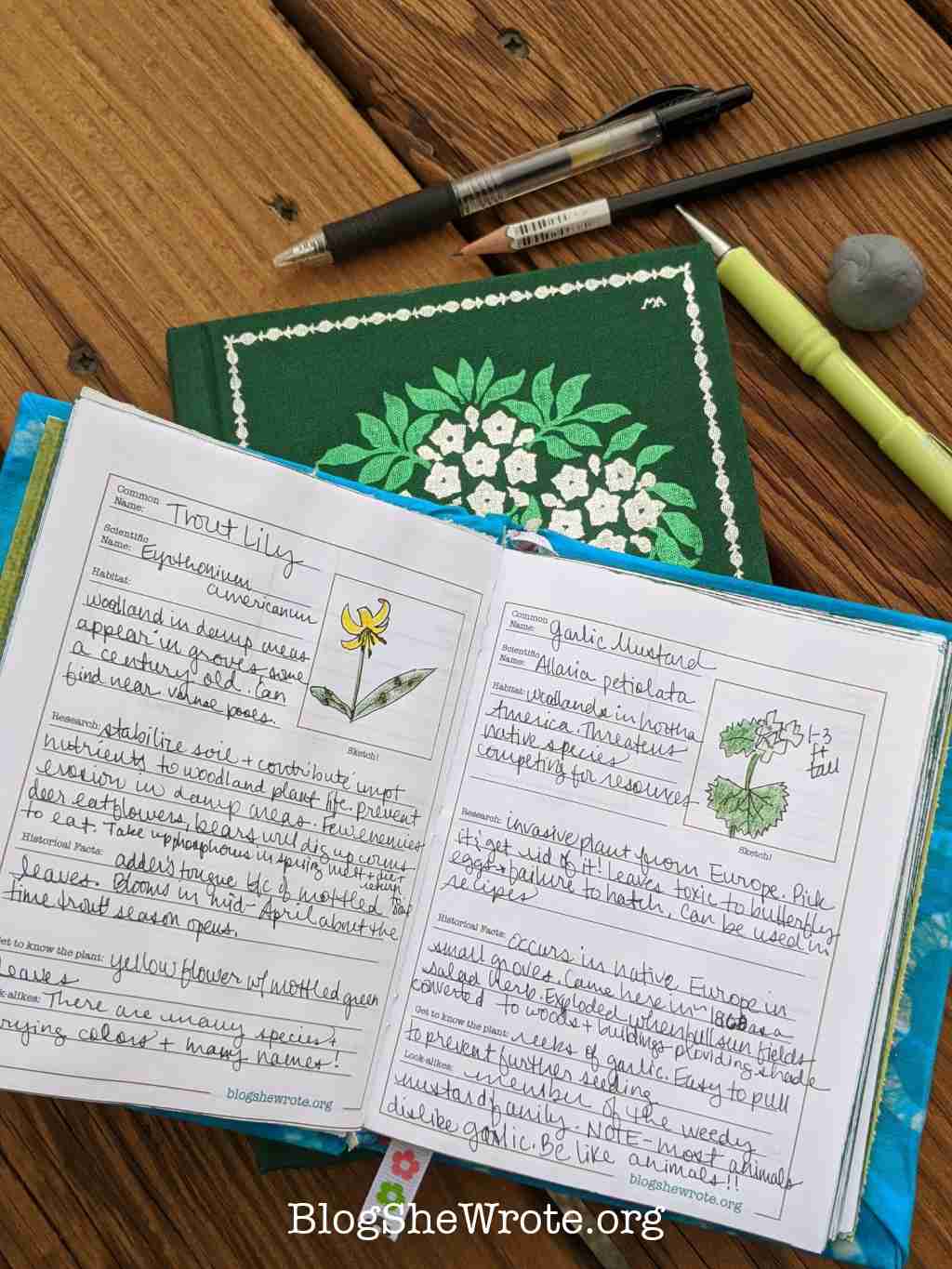 Plant Journaling for Homeschoolers - Blog, She Wrote